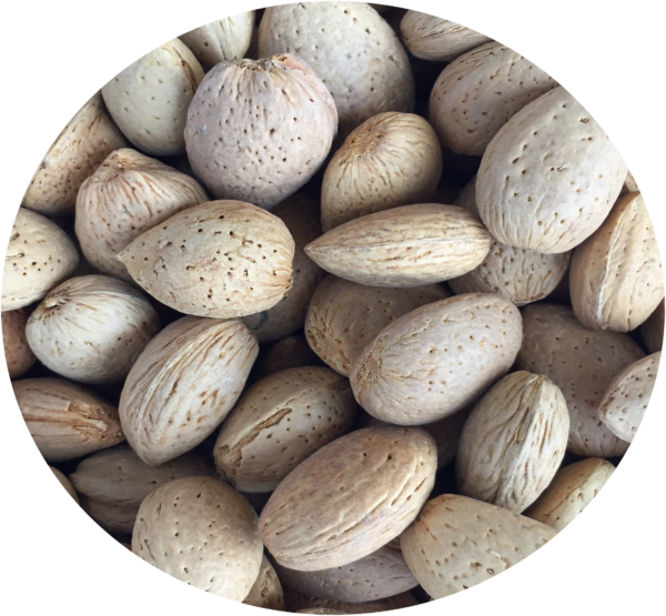 AMANDES COQUES 5 KG - Grossiste fruits secs - ASD DISTRIBUTION